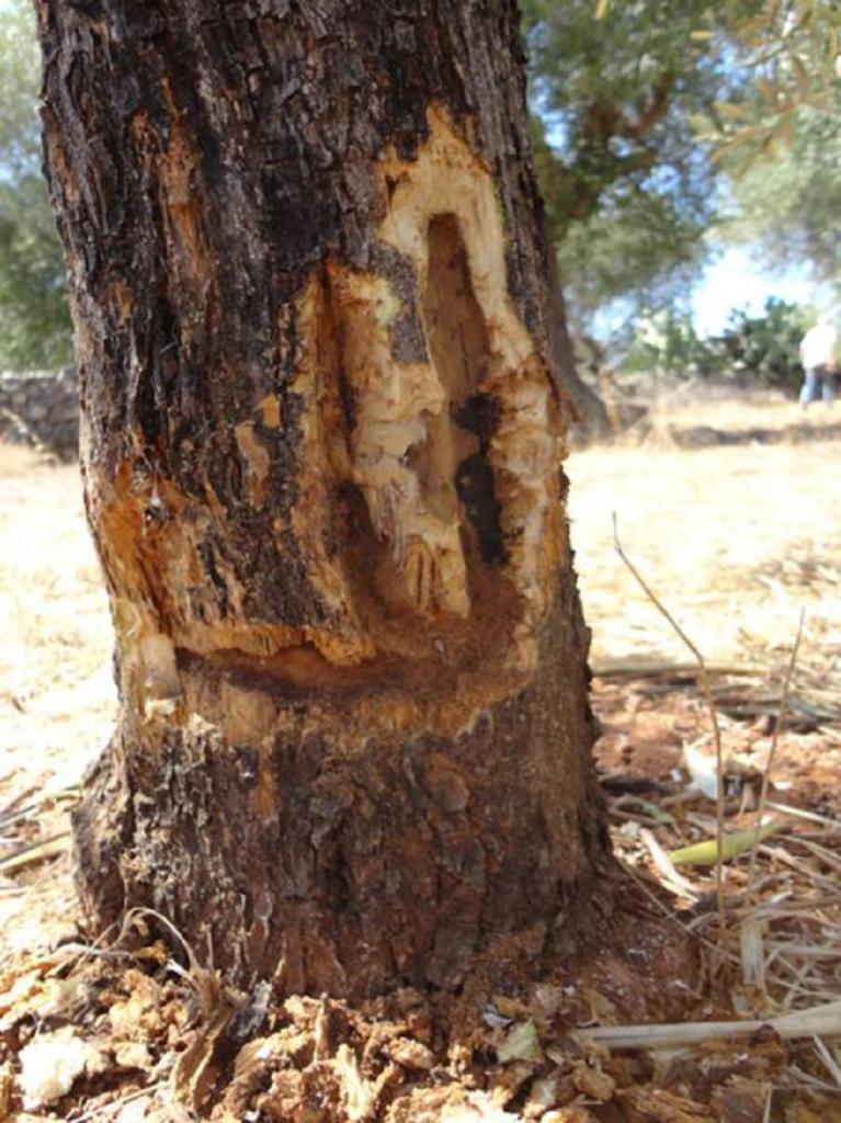 La Xylella Fastidiosa en Mallorca | Podas y Jardines Mallorca